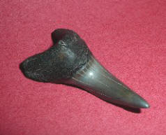 The Vampire Database - Proof that Vampires Exist - Vampire Rave.