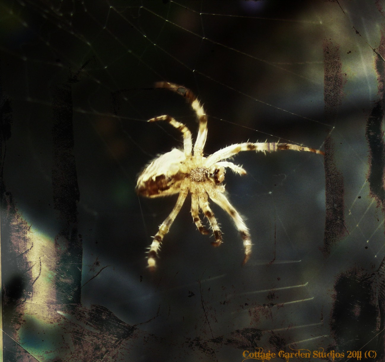 Drayton's Profile at Vampire Rave.